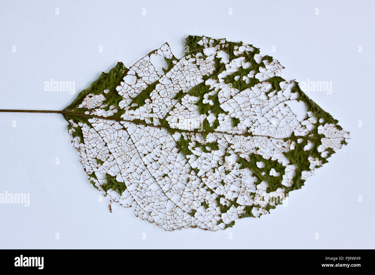 The skeletal structure of a leaf becomes evident during senescence when ...
