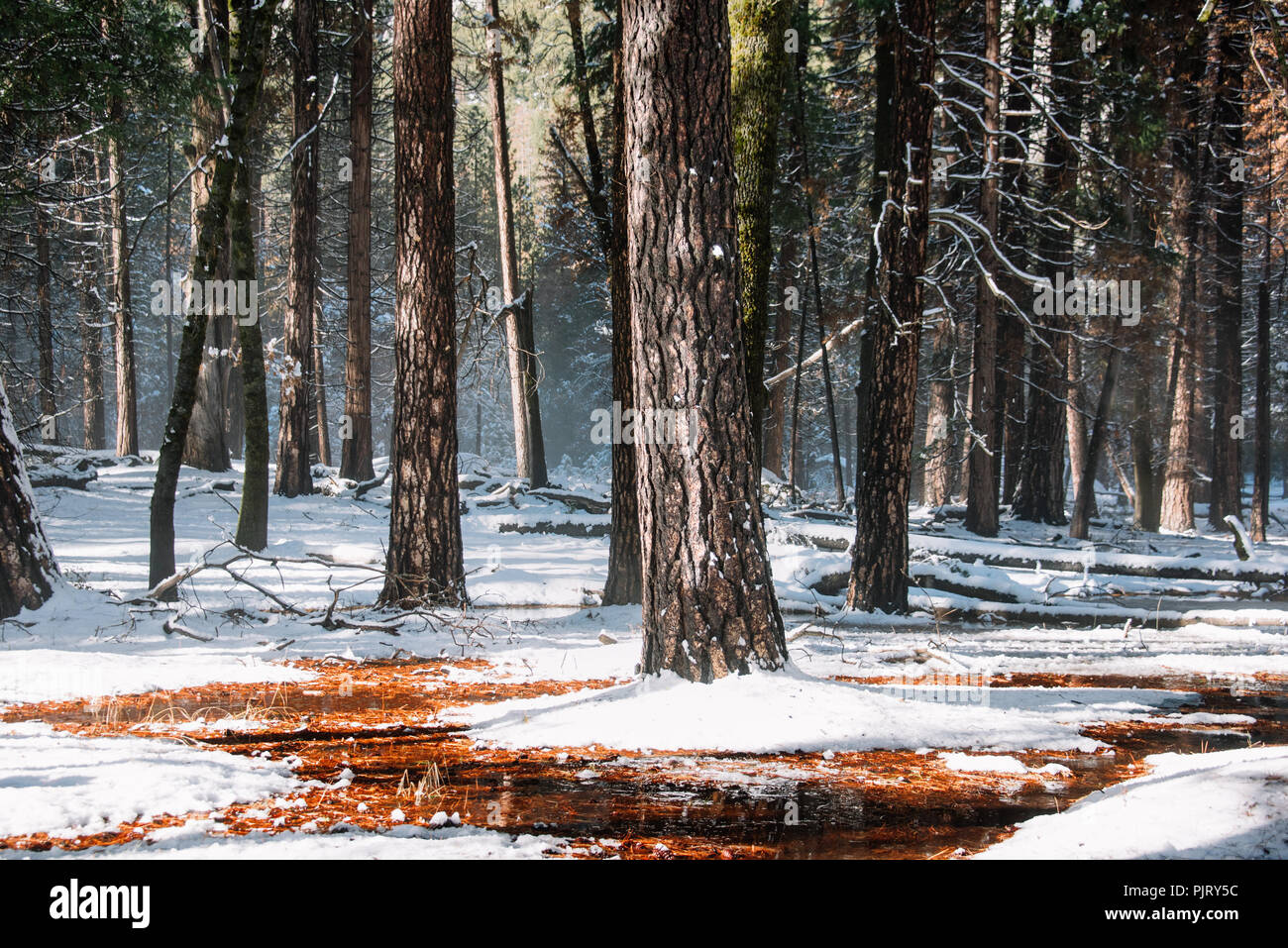 Forest grove hi-res stock photography and images - Alamy