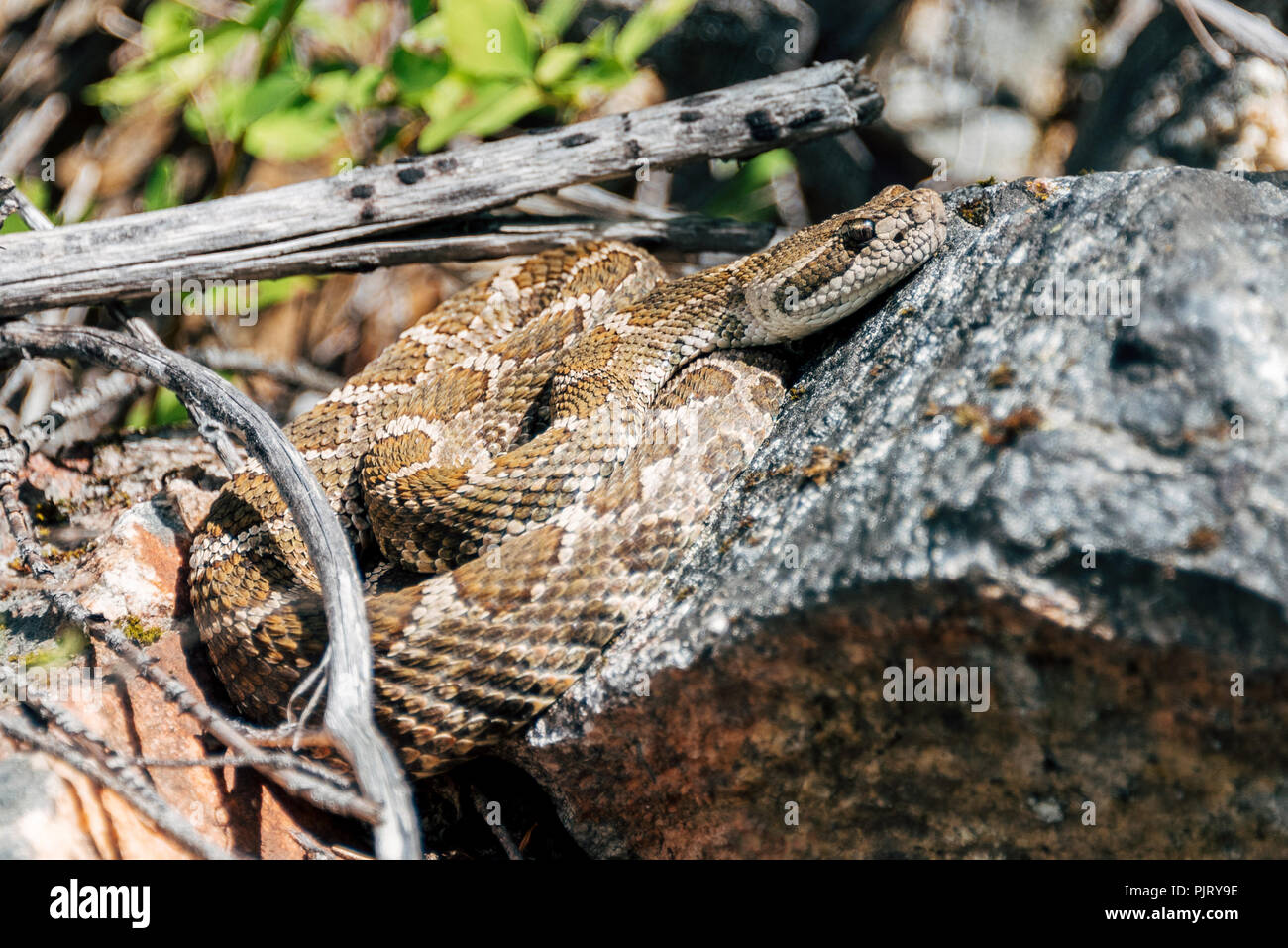 Sleeping Snake Stock Photos & Sleeping Snake Stock Images - Alamy