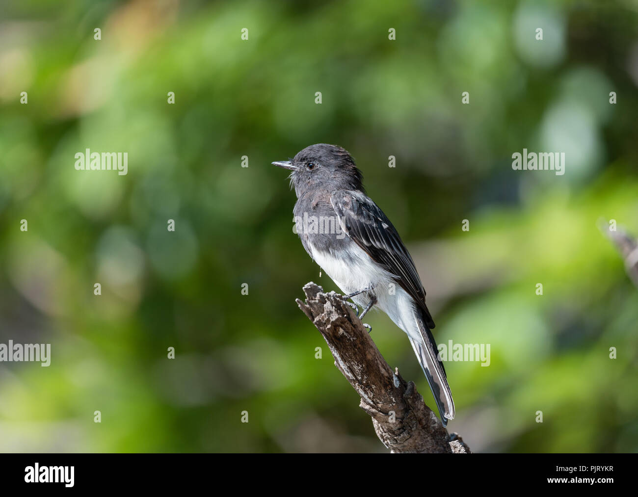 Black phoebe at the Lake Balboa Park in Los Angeles, California Stock ...