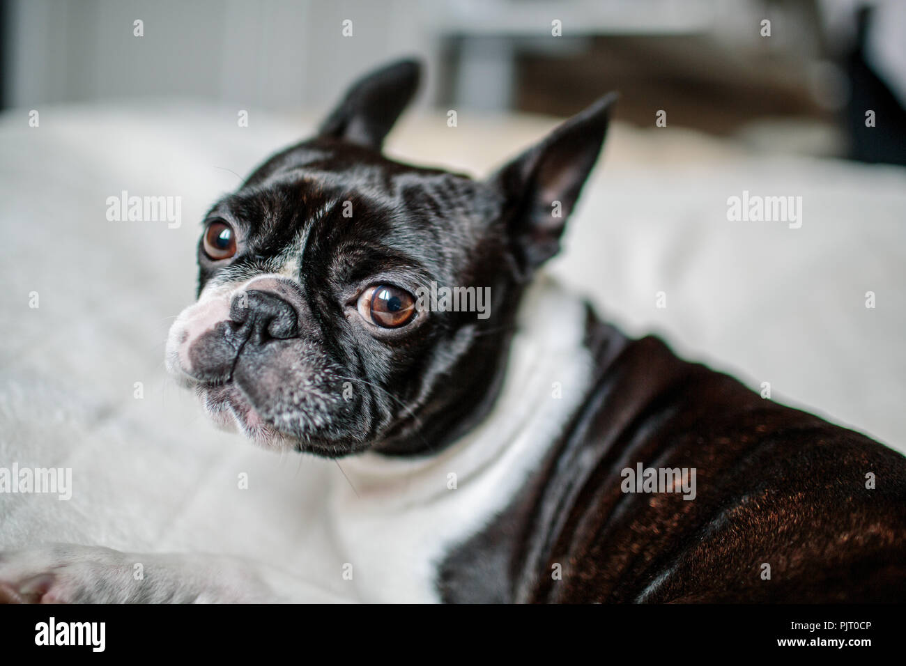 Sad boston terrier hi-res stock photography and images - Alamy