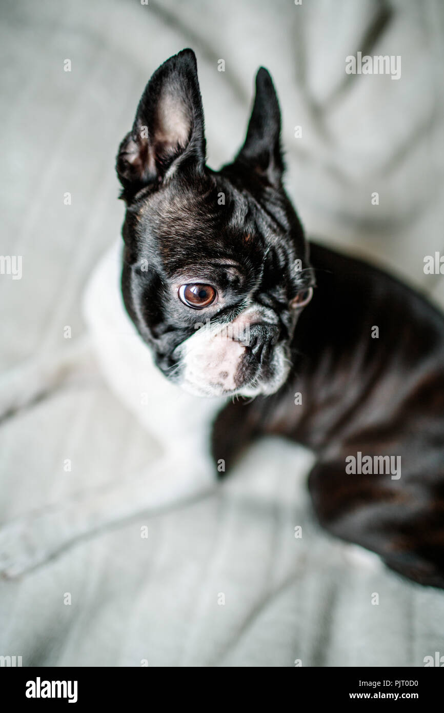 Sad boston terrier hi-res stock photography and images - Alamy