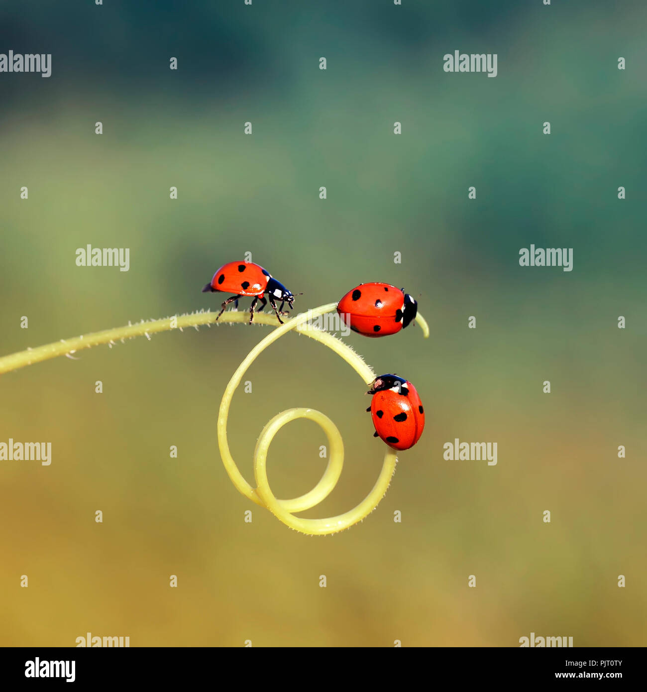 Ladybugs colors hi-res stock photography and images - Alamy