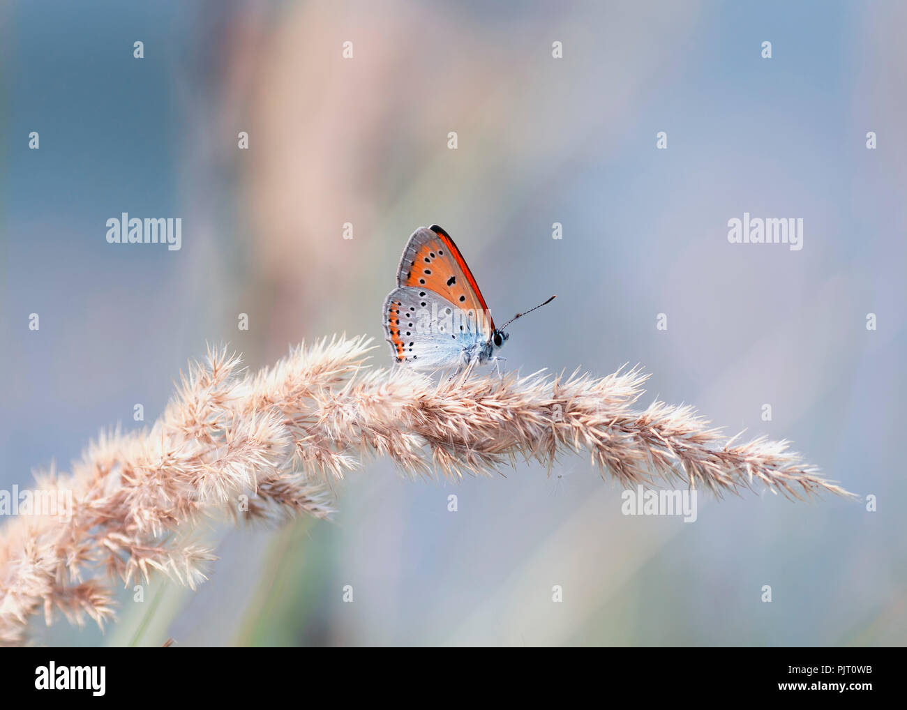 bright orange butterfly sits on a summer field with a grass feather ...