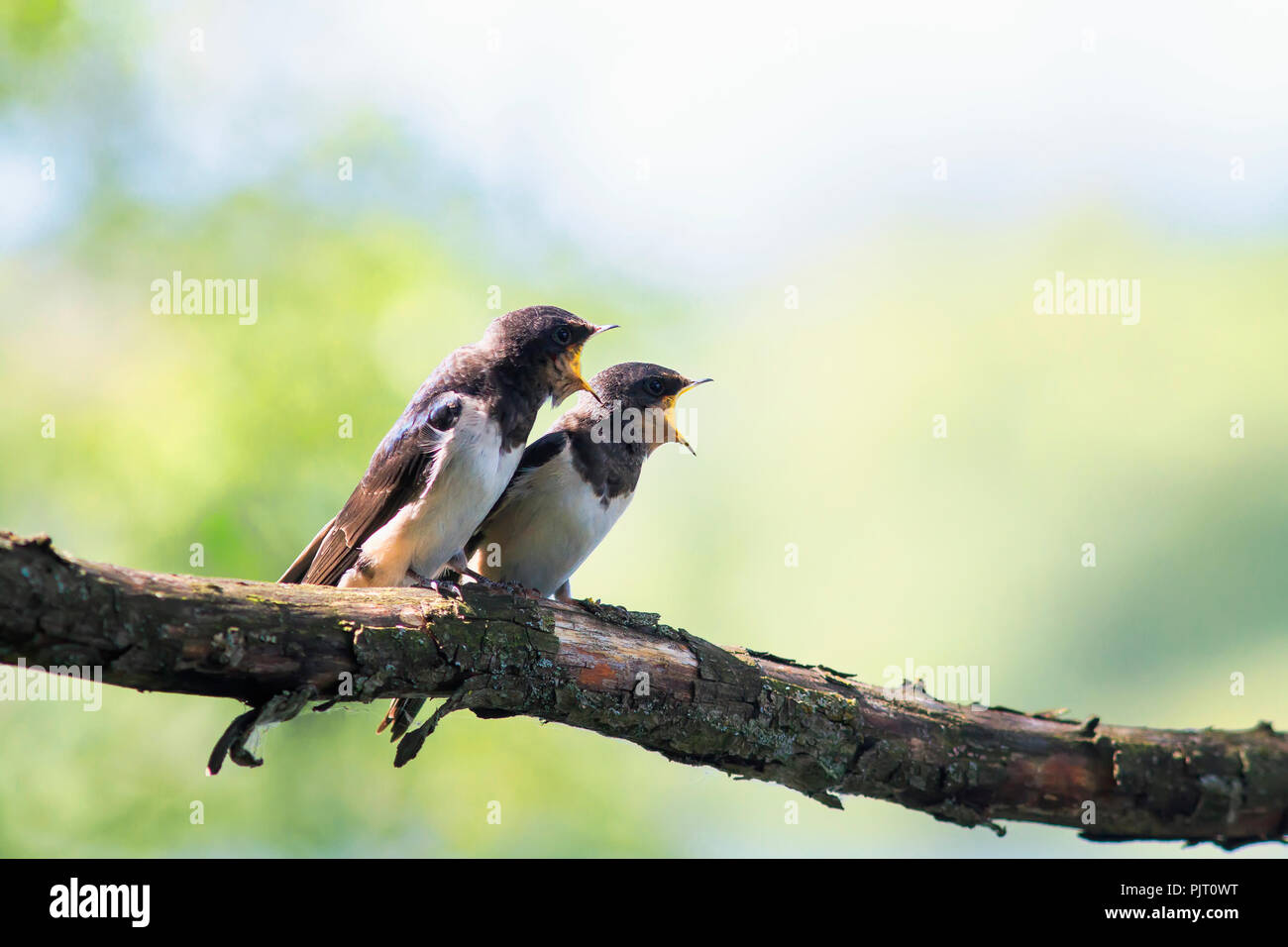 little hungry Chicks birds village swallows sit on the frost over a ...