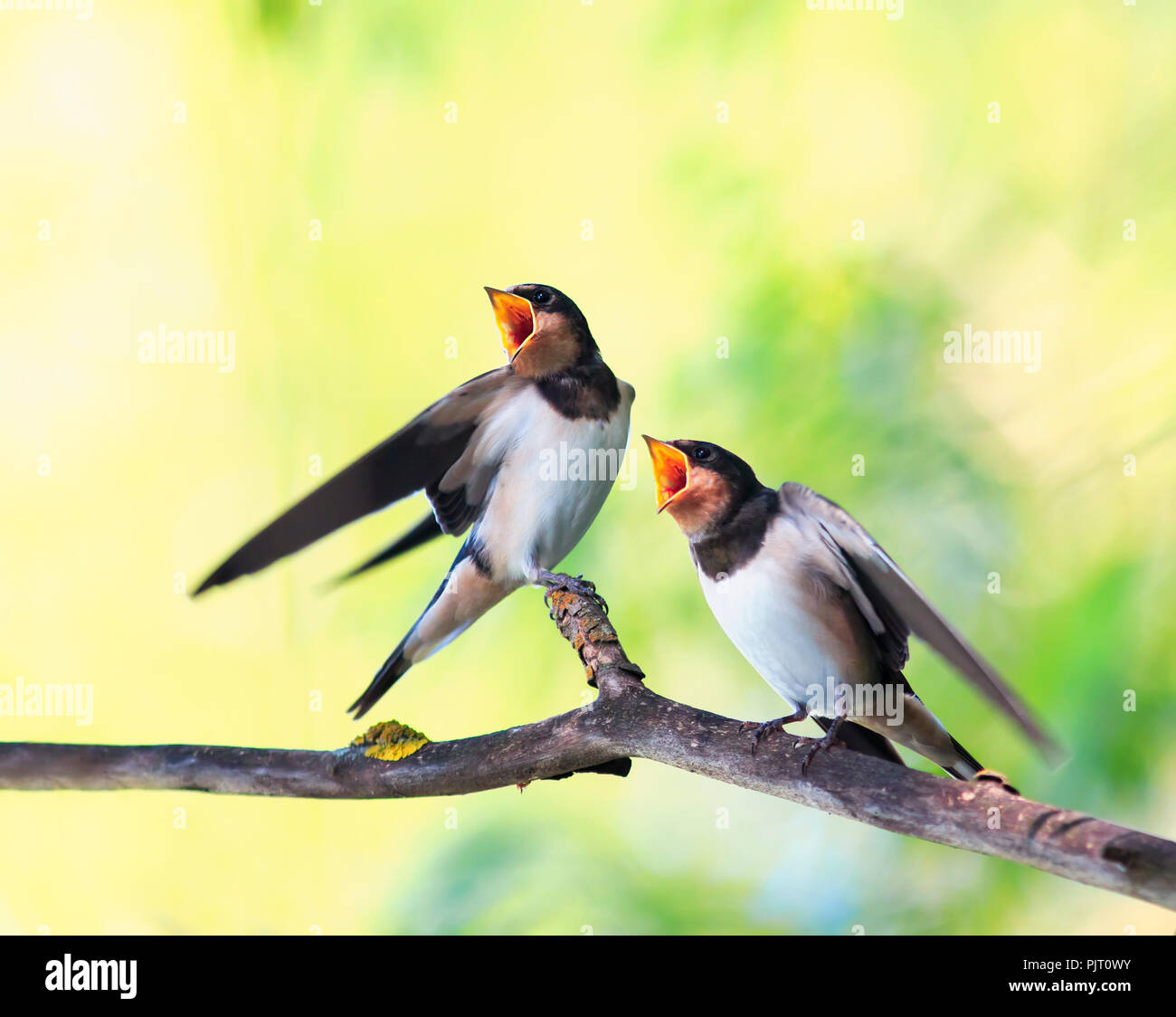Birds with small beaks hi-res stock photography and images - Alamy