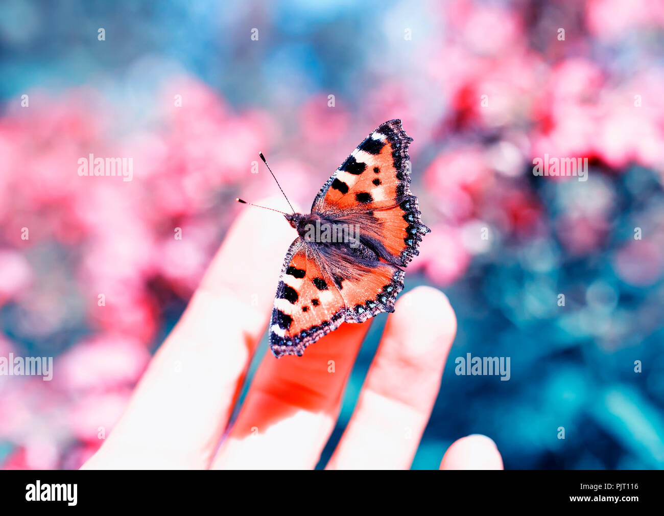 Open human hand holding butterfly hi-res stock photography and images ...