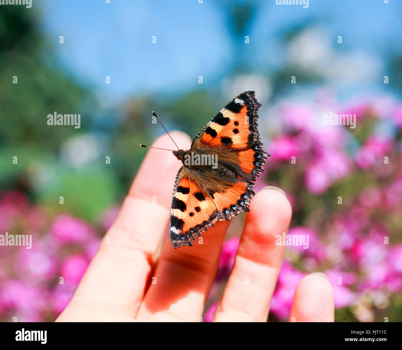 bright orange butterfly sits on the fingers of a man's hand and is ...