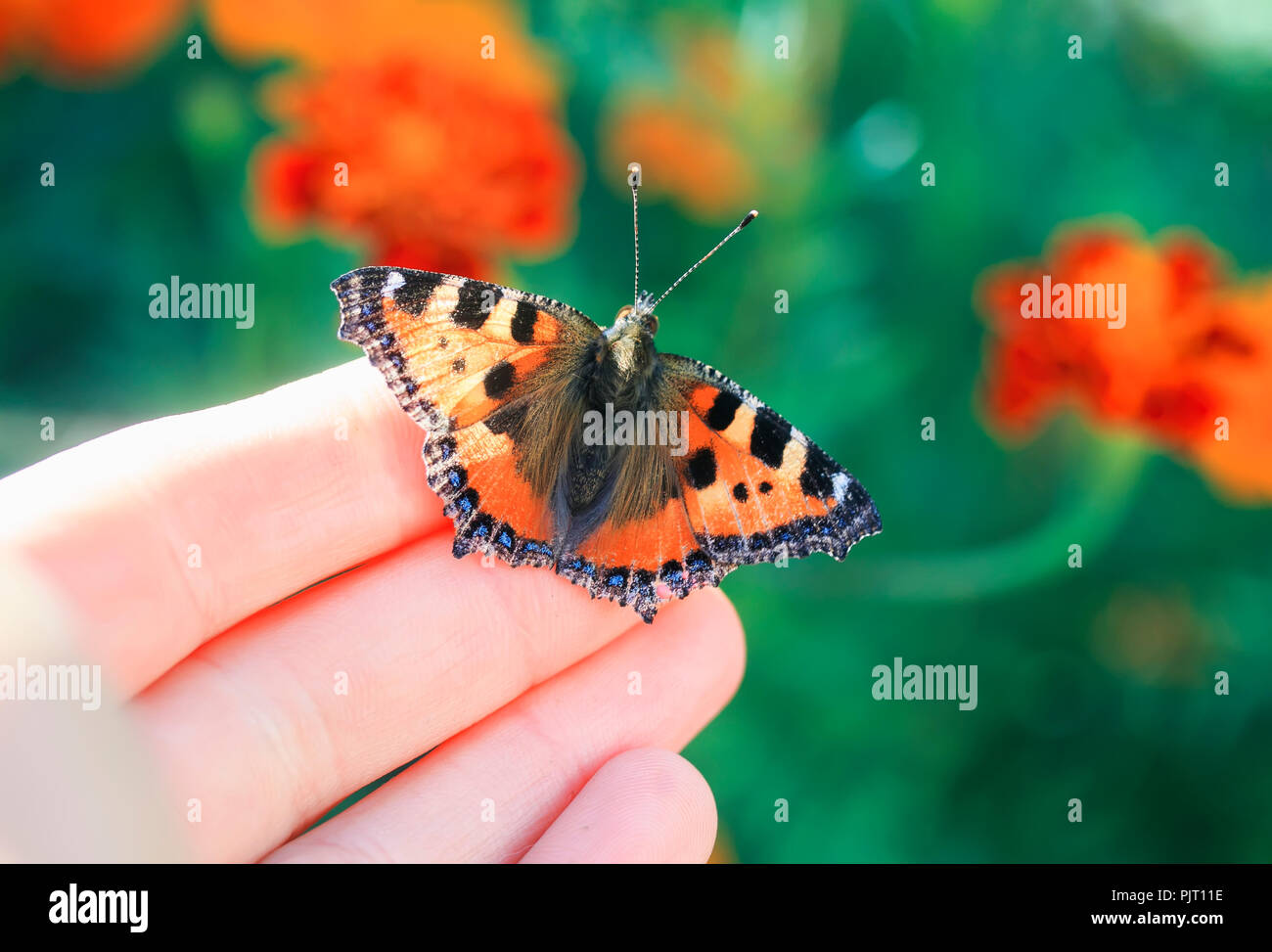 bright orange butterfly sits on the fingers of a man's hand and is ...