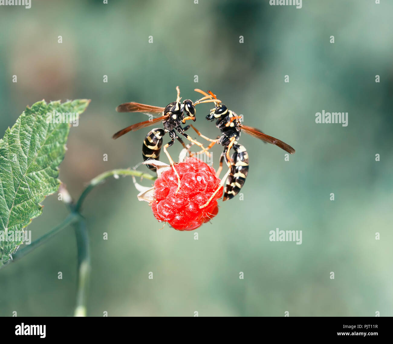 insects wasps flew into the garden for the aroma of ripe and juicy ...