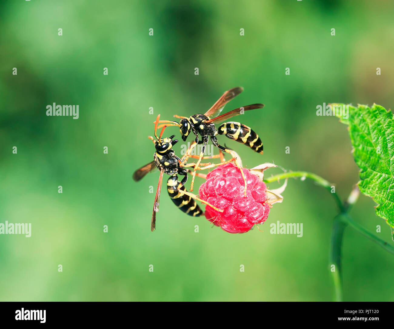 Dangerous insects hi-res stock photography and images - Alamy