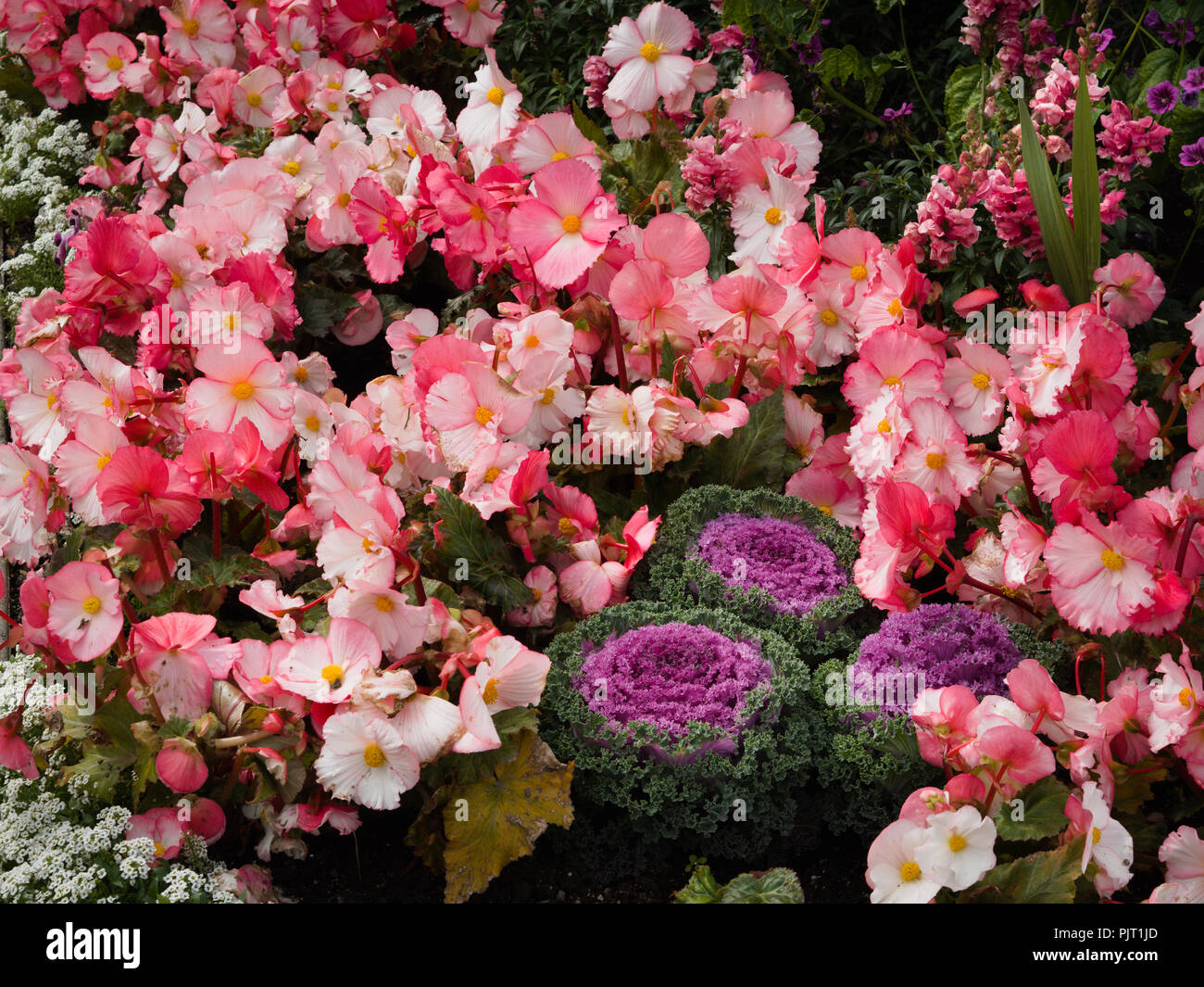 Plant foliage alaska flora hi-res stock photography and images - Alamy