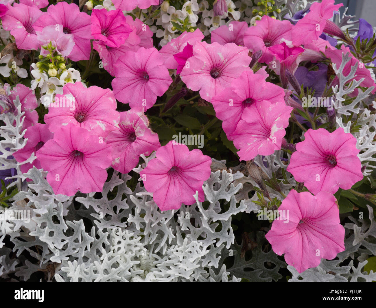 Red River beach, Harwich MA Stock Photo - Alamy