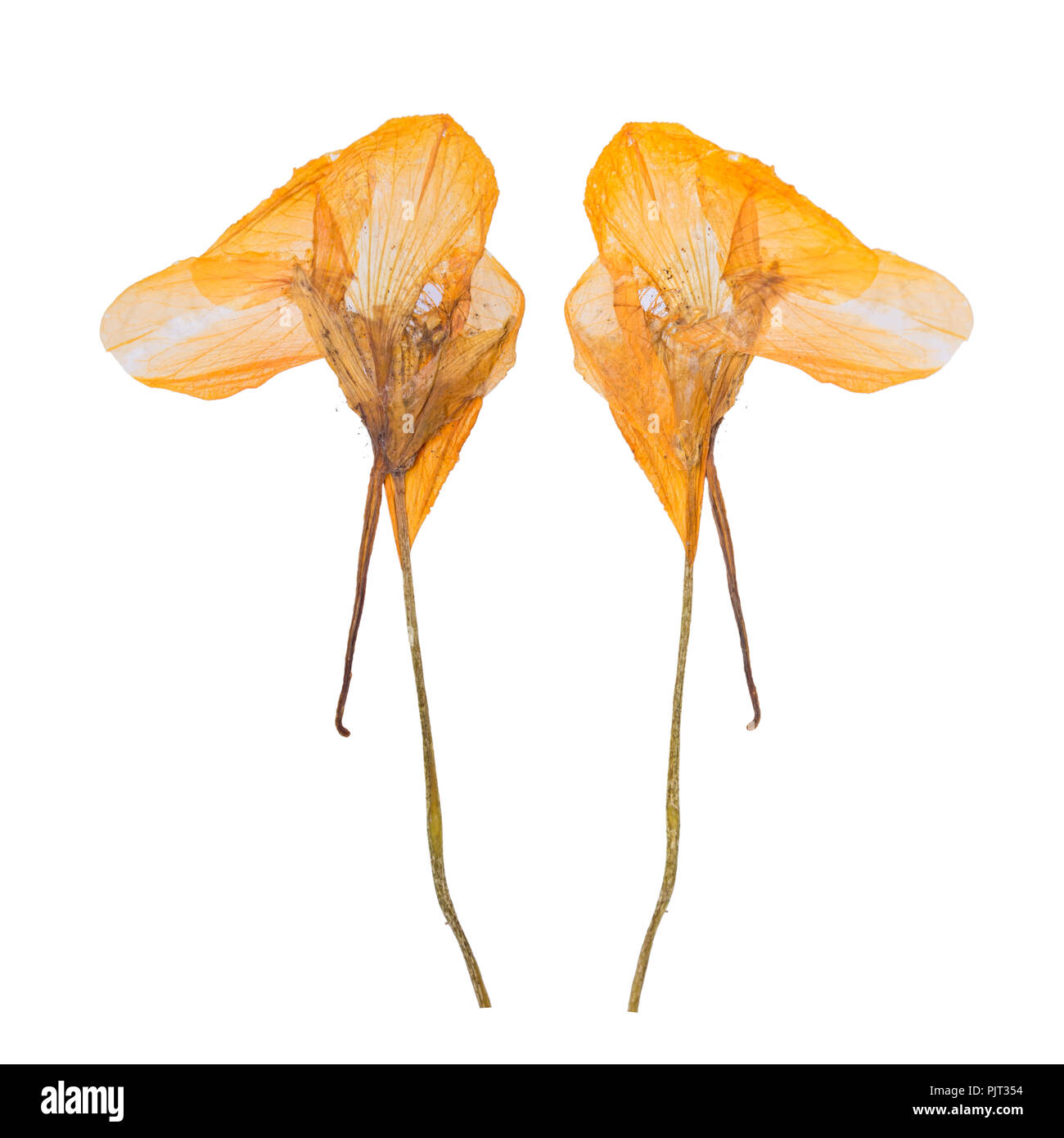 Dried and pressed the spring flowers isolated on white background ...