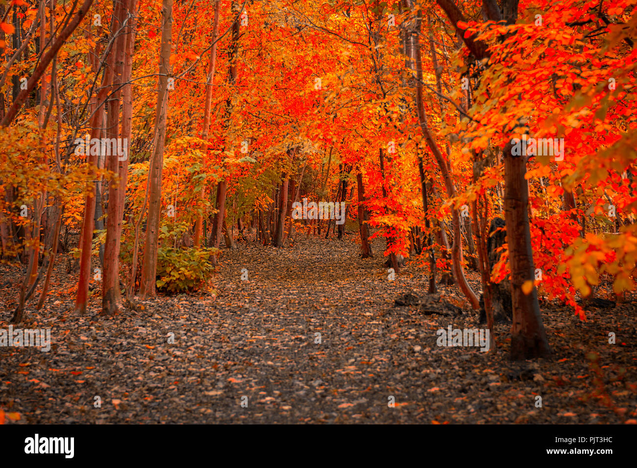 An autumnal walk in the woods Stock Photo - Alamy