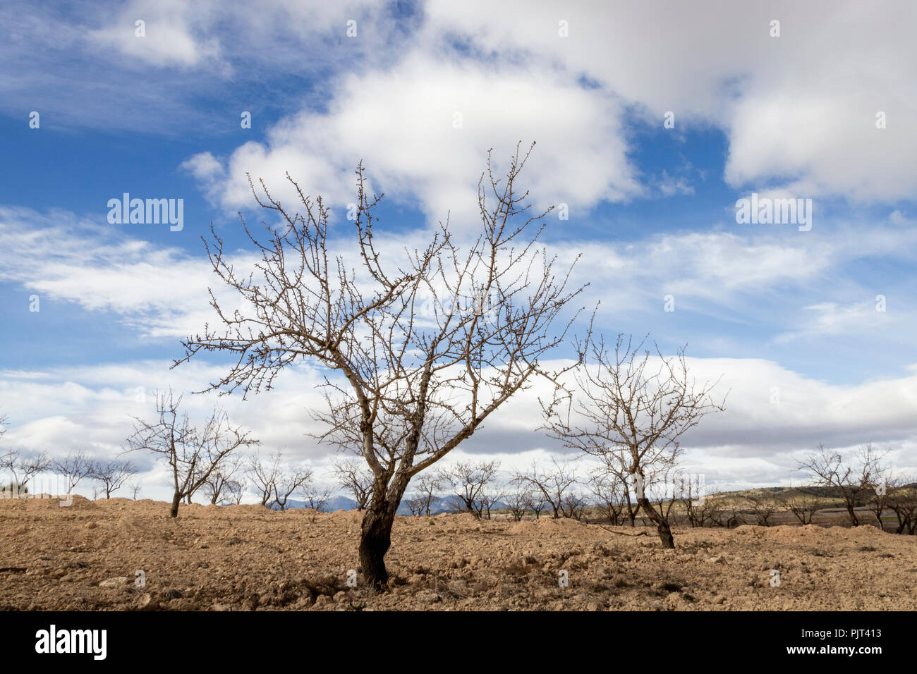 Beautiful photograph of dry trees at sunrise Stock Photo - Alamy