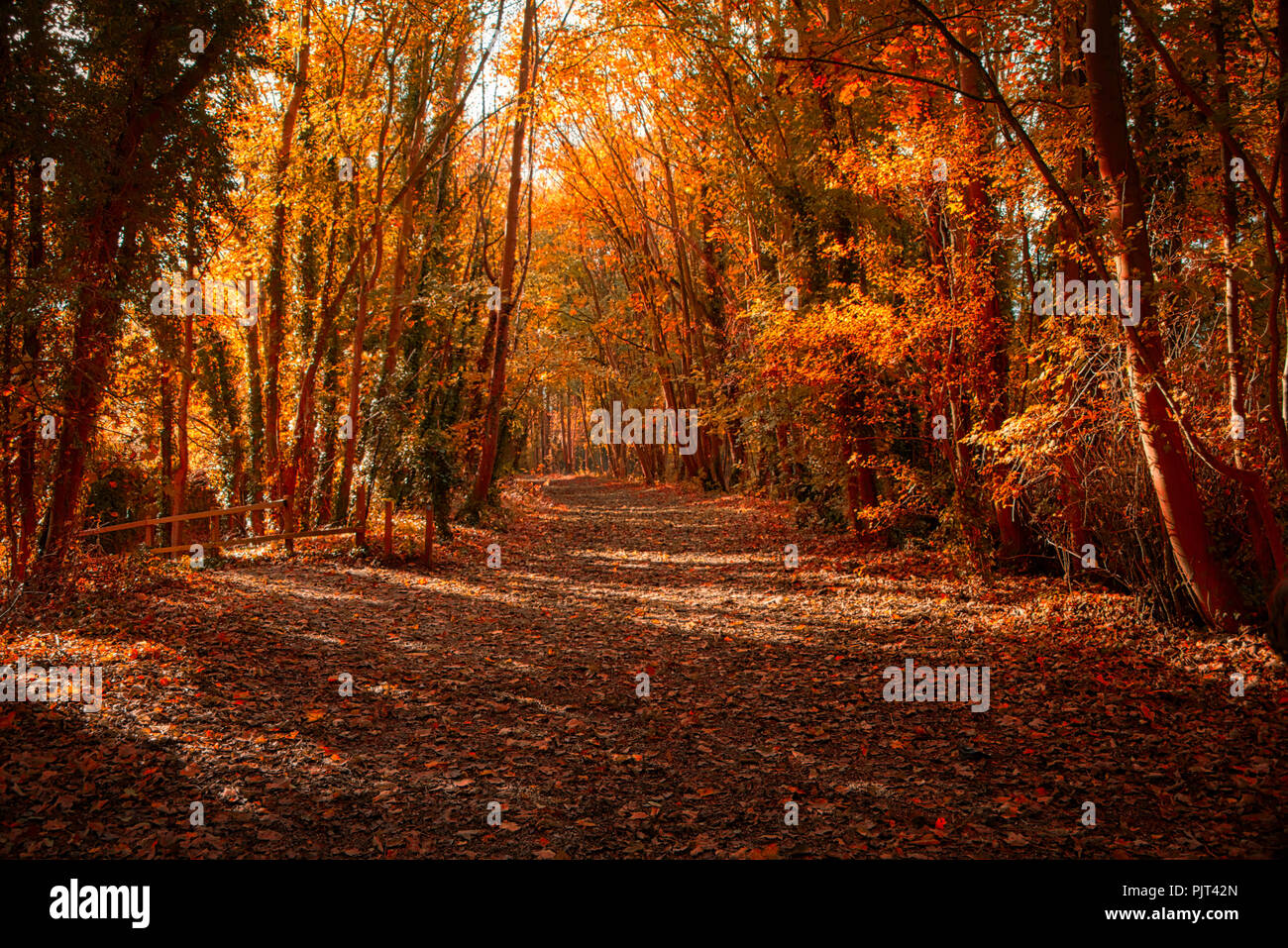 An autumnal walk in the woods Stock Photo - Alamy