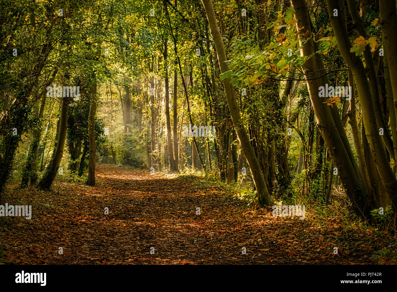 Peace in the woods hi-res stock photography and images - Alamy