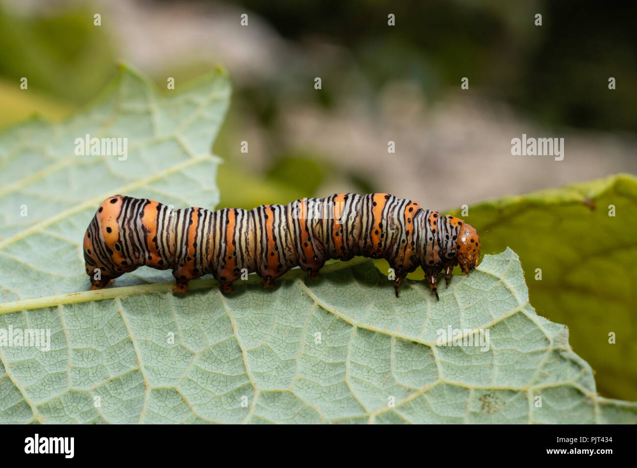 Beautiful wood-nymph moth caterpillar eating a grape leaf - Eudryas ...