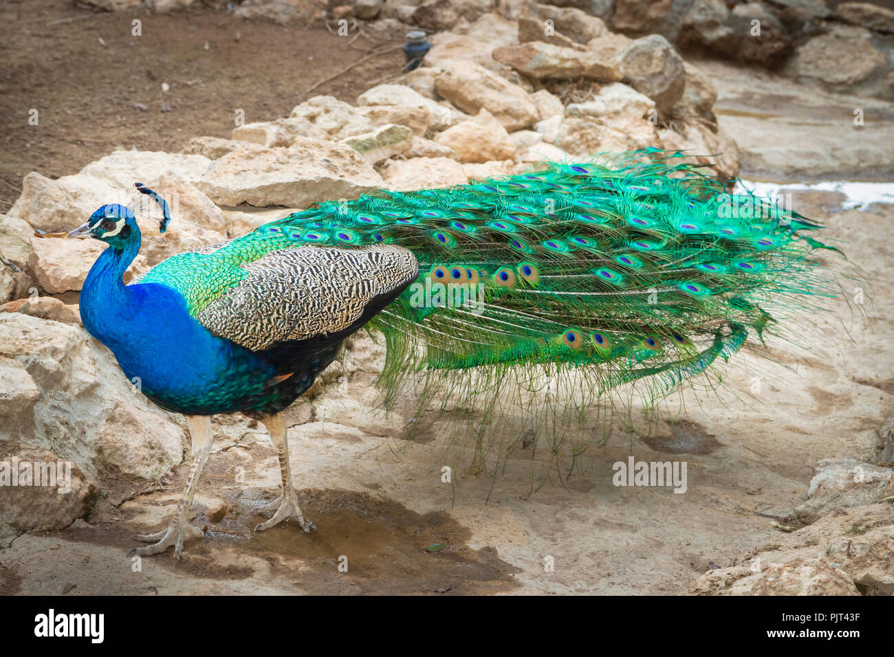 Beautiful photograph of a peacock in the park Stock Photo - Alamy