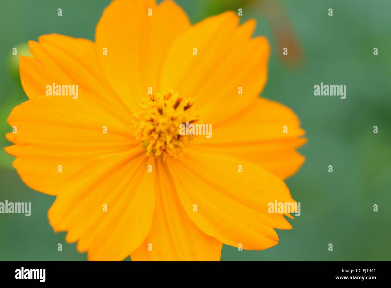 Macro details of summer sulfur Cosmos flower Stock Photo - Alamy
