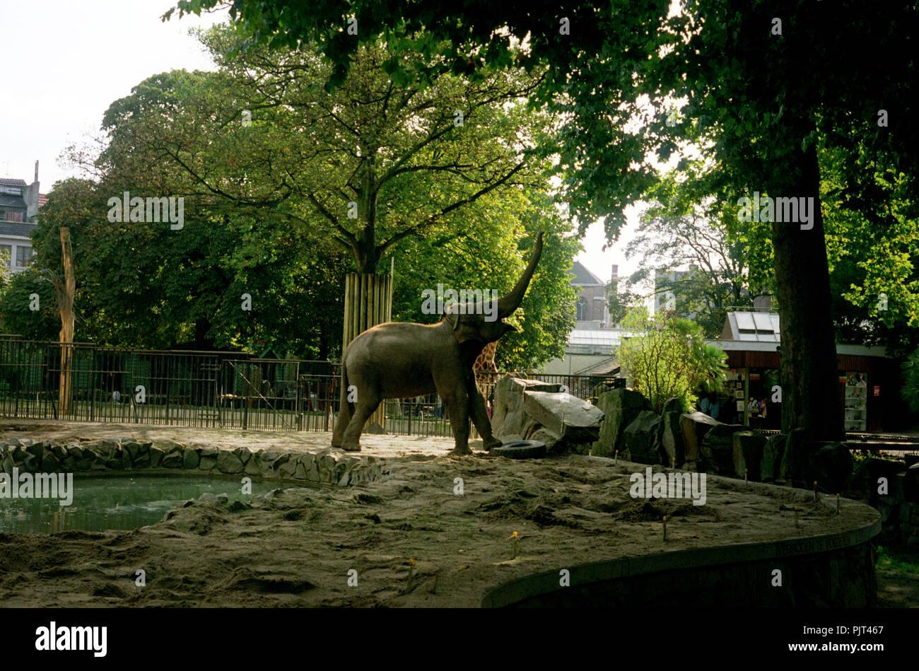 The Antwerp Zoo in the nineties (Belgium, 10/1992 Stock Photo - Alamy