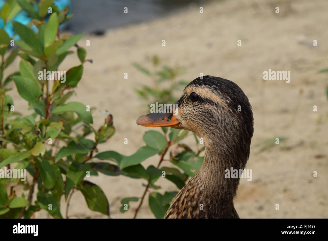 Duck at beach in Salmon Arm Stock Photo - Alamy
