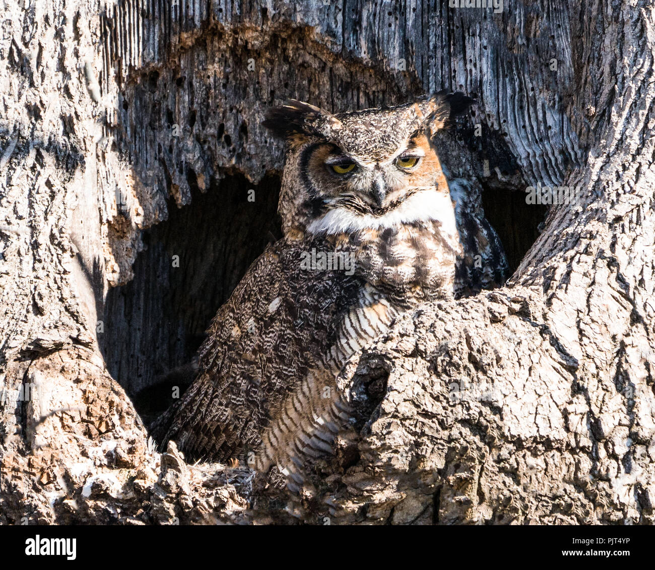 Tree hollow hi-res stock photography and images - Alamy