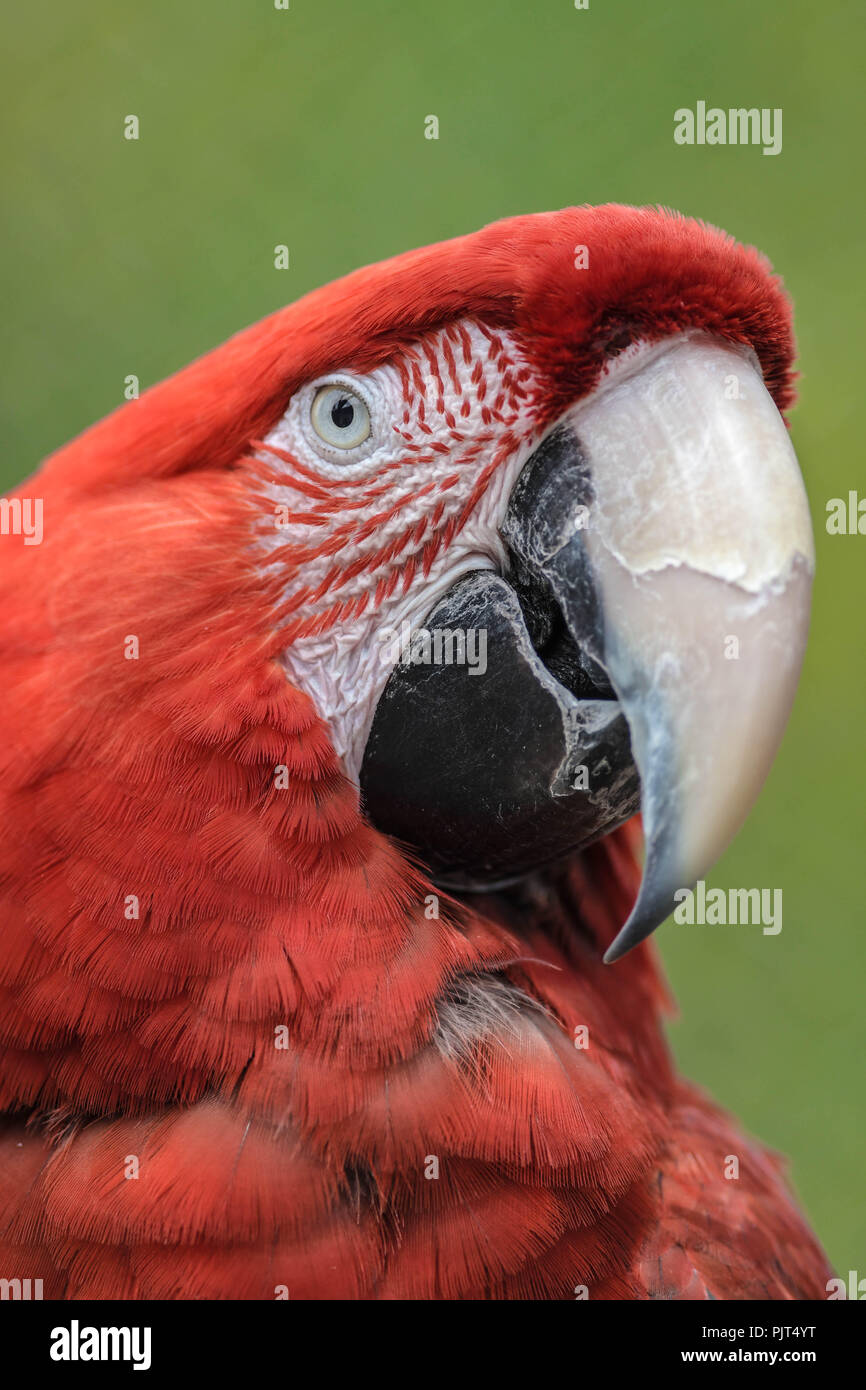 The real macaw hi-res stock photography and images - Alamy