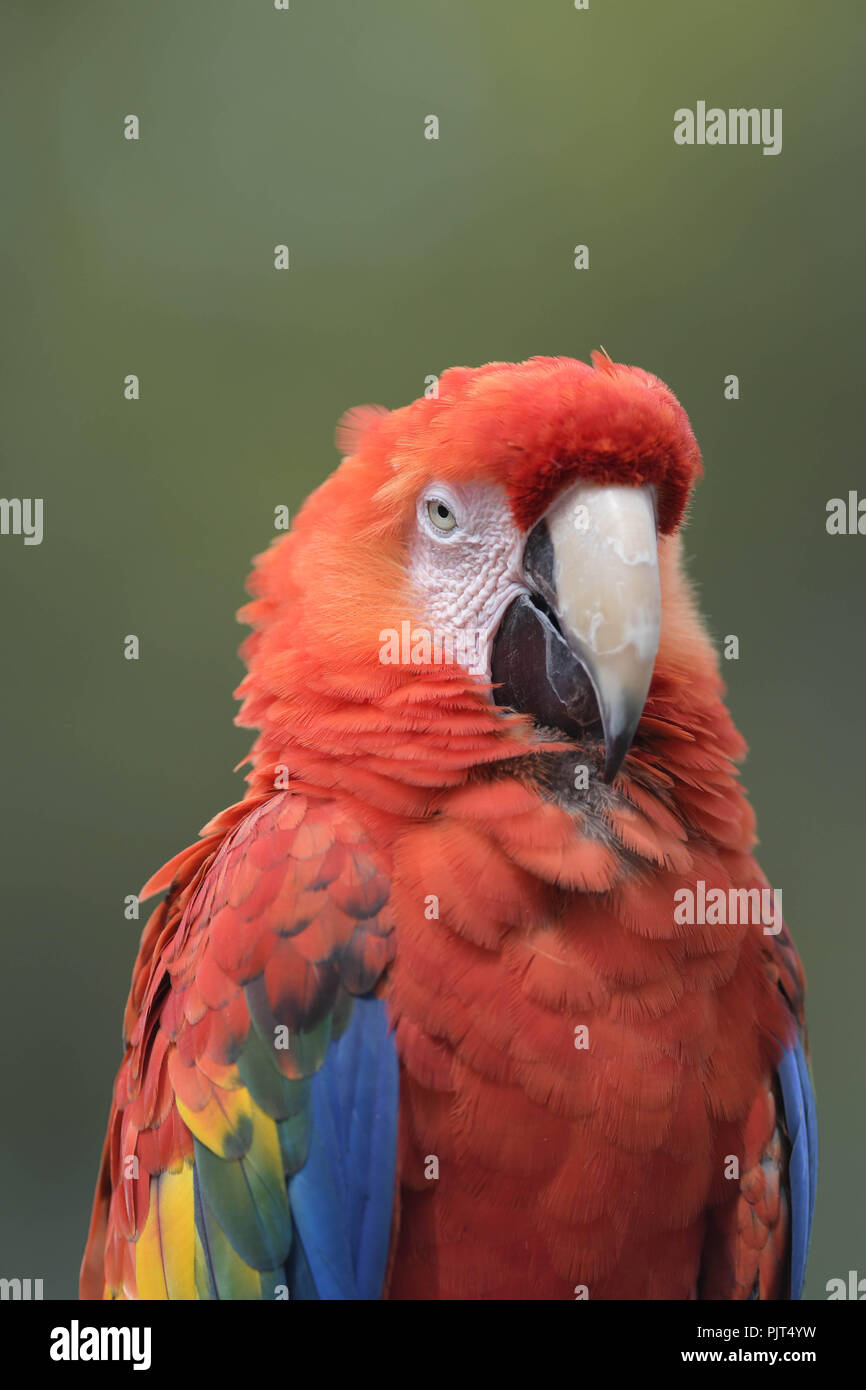 Red macaw face hi-res stock photography and images - Alamy