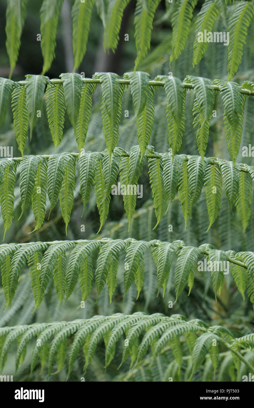 Leaf and let go Stock Photo - Alamy