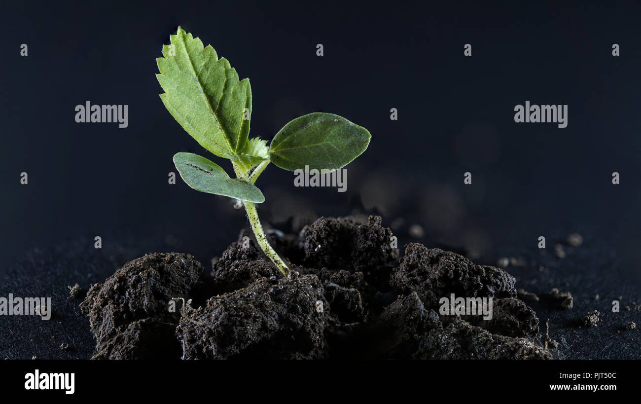 Weed seedling hi-res stock photography and images - Alamy