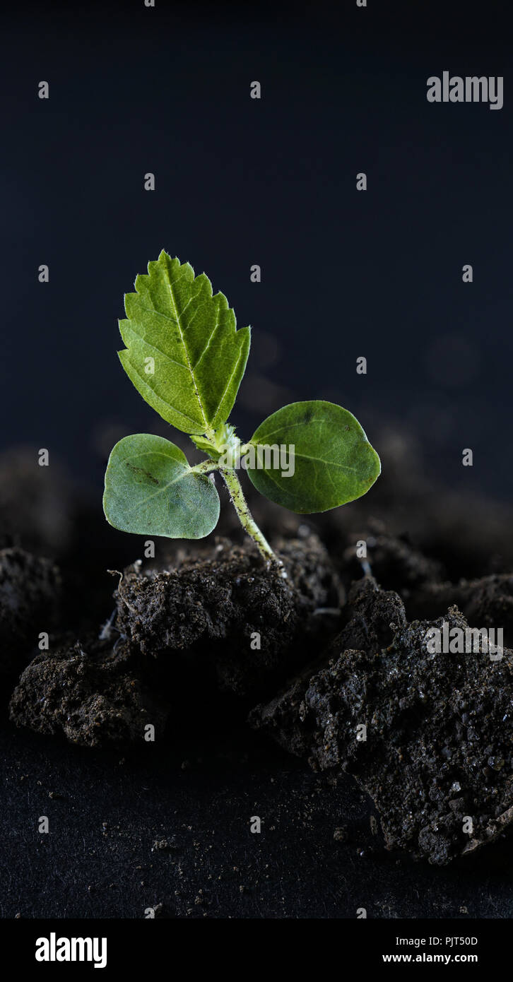 Upland weed stage hi-res stock photography and images - Alamy