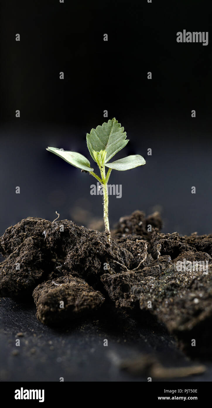 Broad leaf weed 3 leaf stage close up Stock Photo - Alamy
