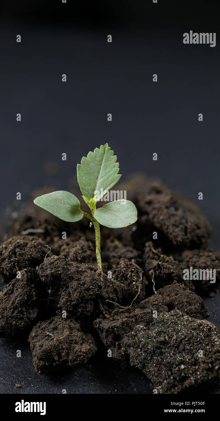 Weed seedling hi-res stock photography and images - Alamy