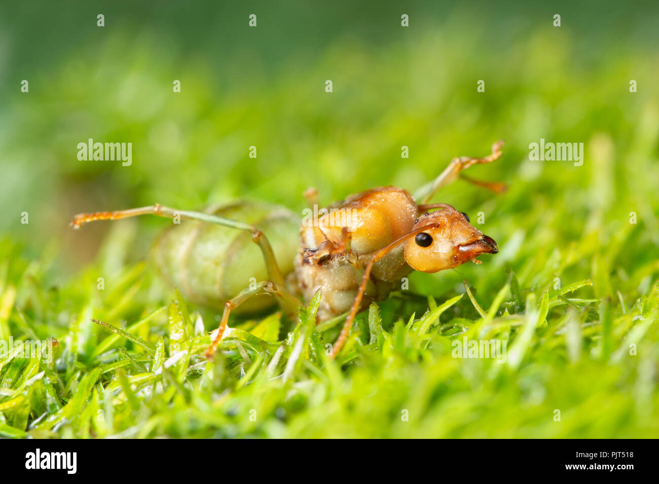 Macro Ants on Plants Stock Photo - Alamy
