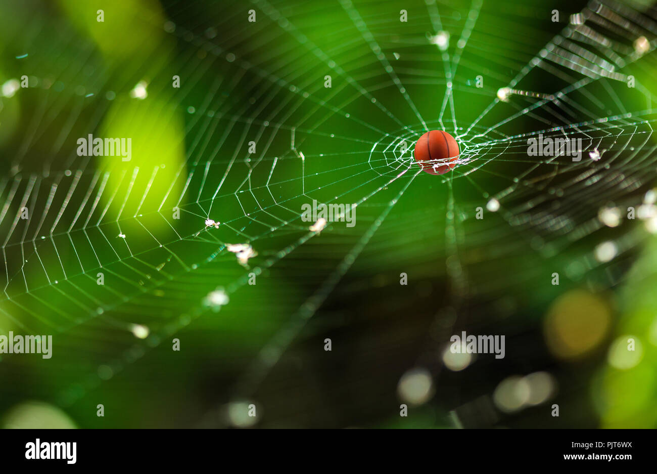 Basket ball entering the center of a spider web Stock Photo - Alamy