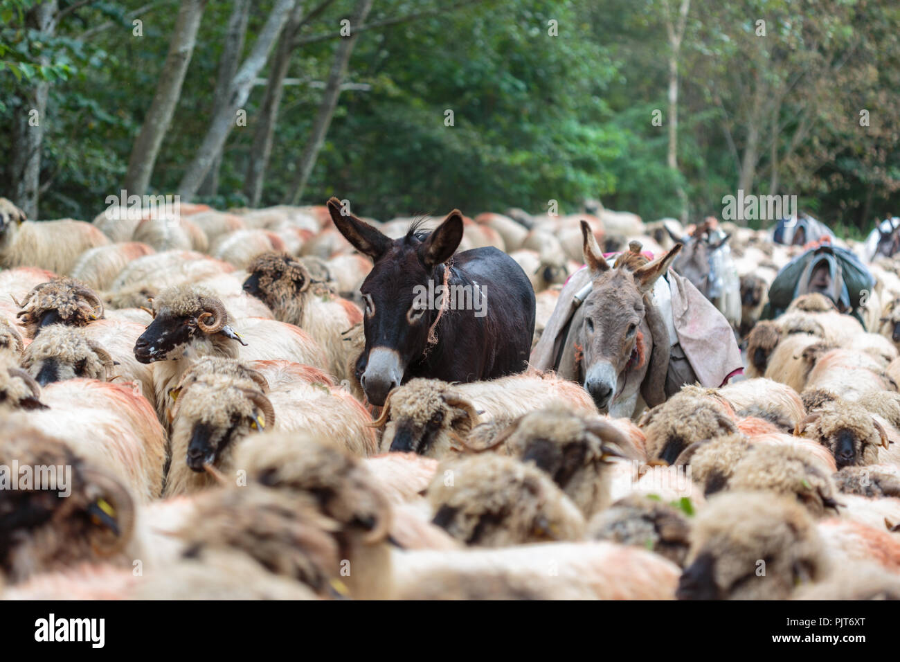 Mule ram lamb hi-res stock photography and images - Alamy