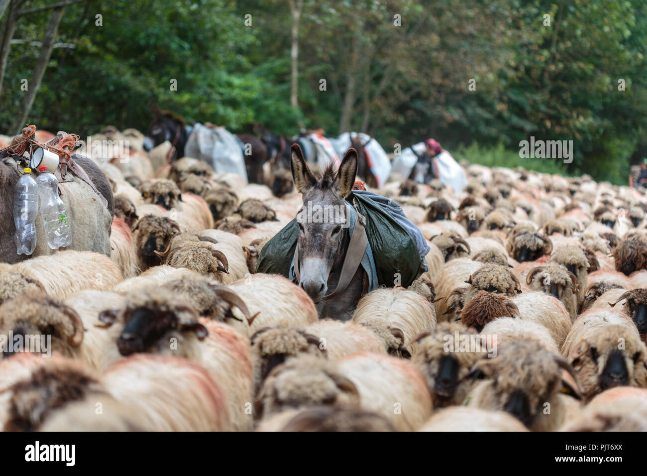 Donkey crossing the road hi-res stock photography and images - Alamy