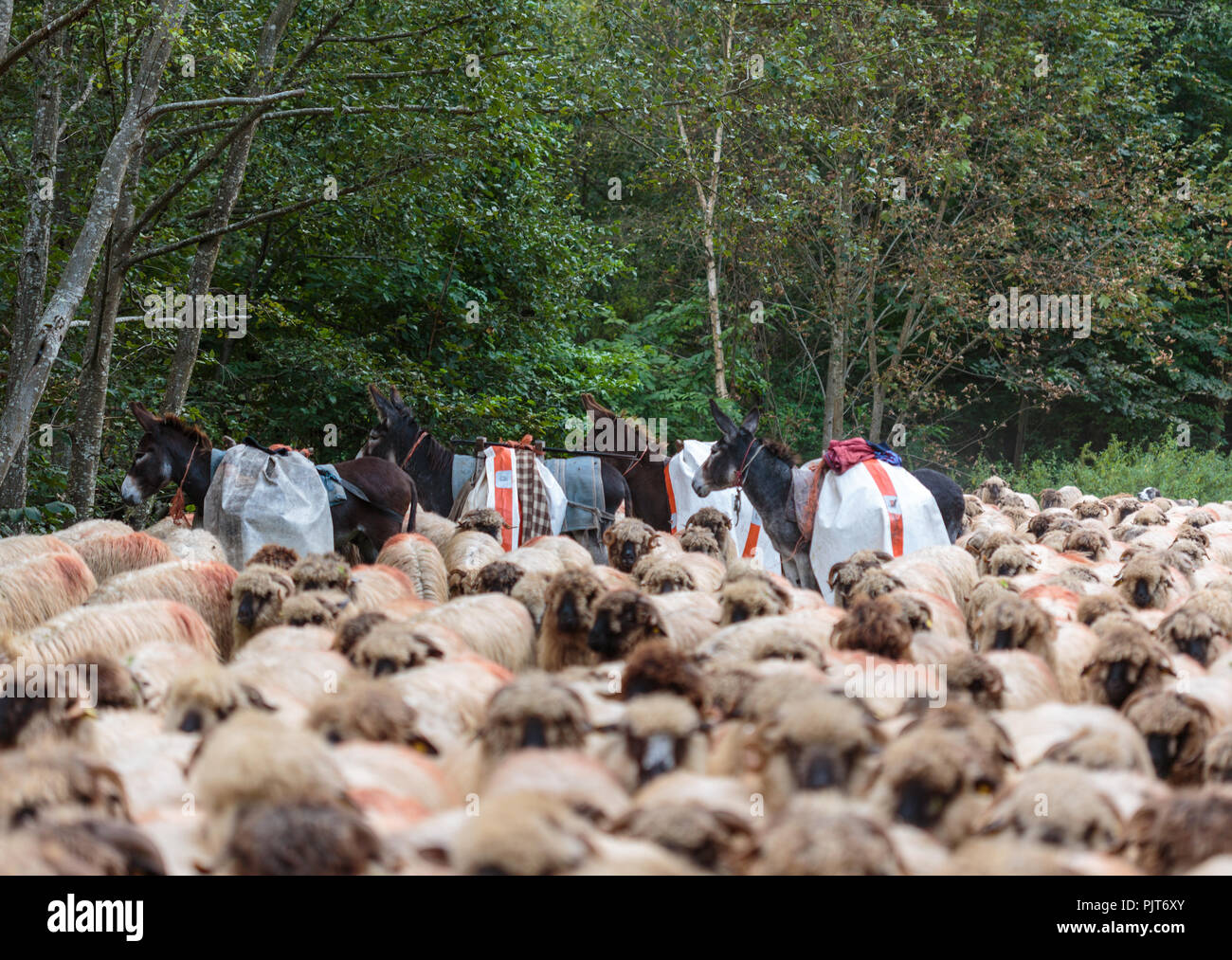 Mule ram lamb hi-res stock photography and images - Alamy