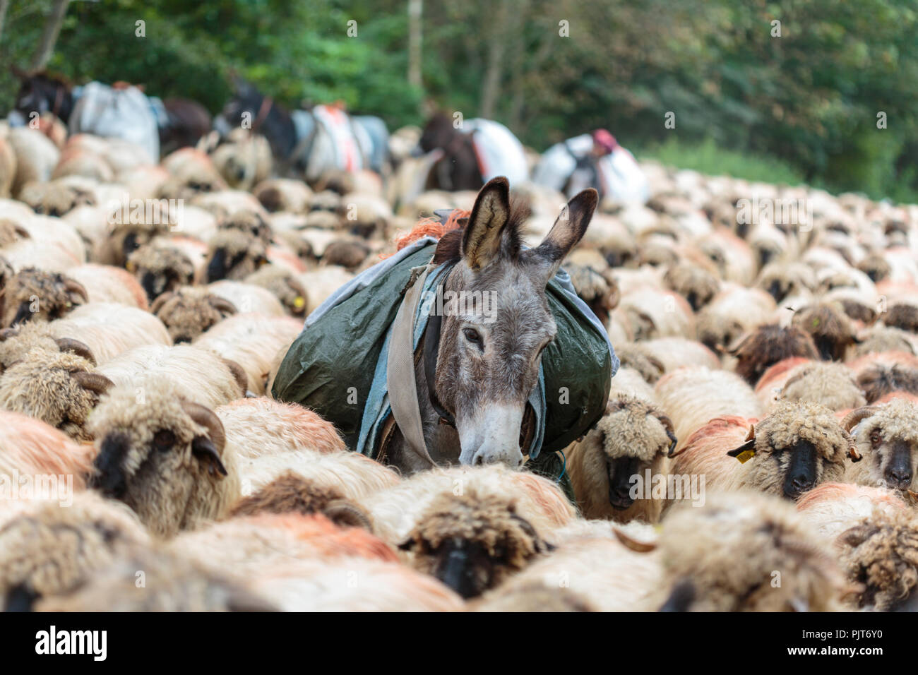 Mule ram lamb hi-res stock photography and images - Alamy