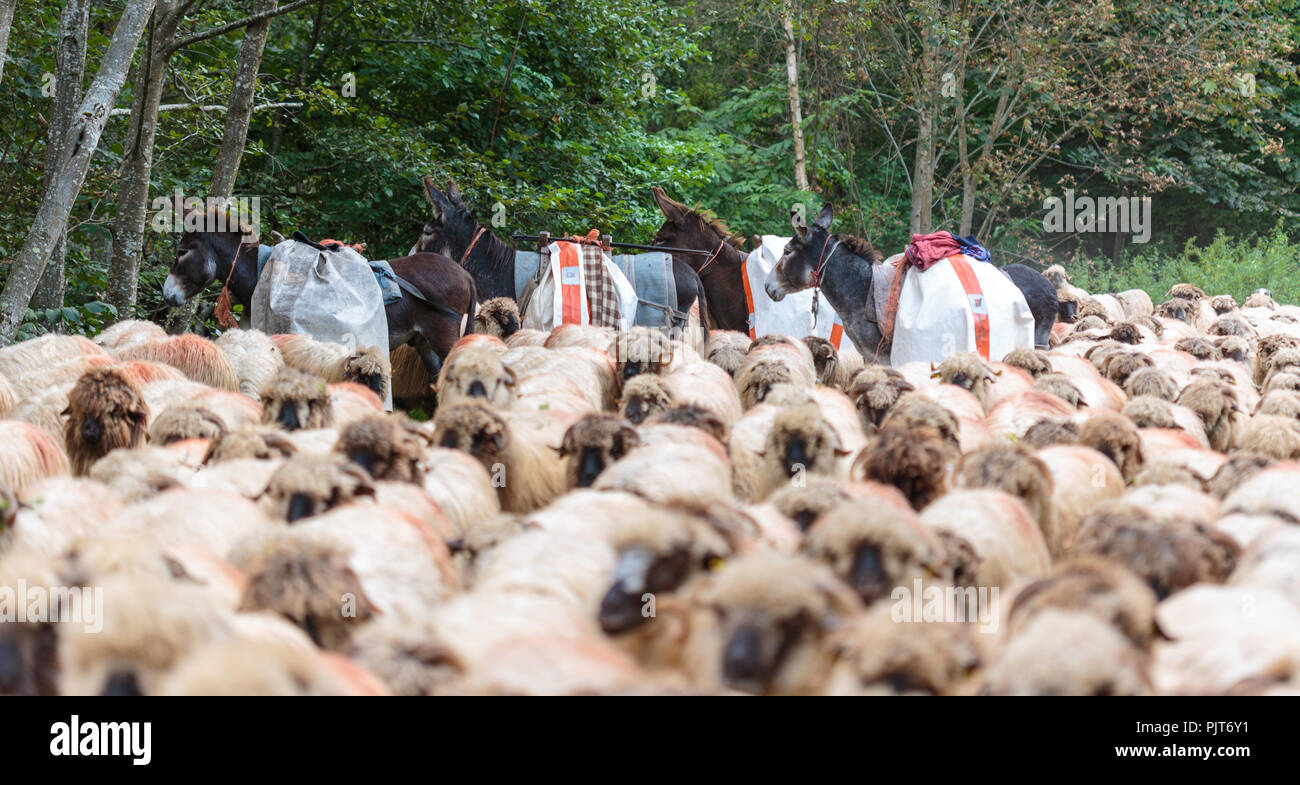 Mules and a flock of sheep on the road Stock Photo - Alamy