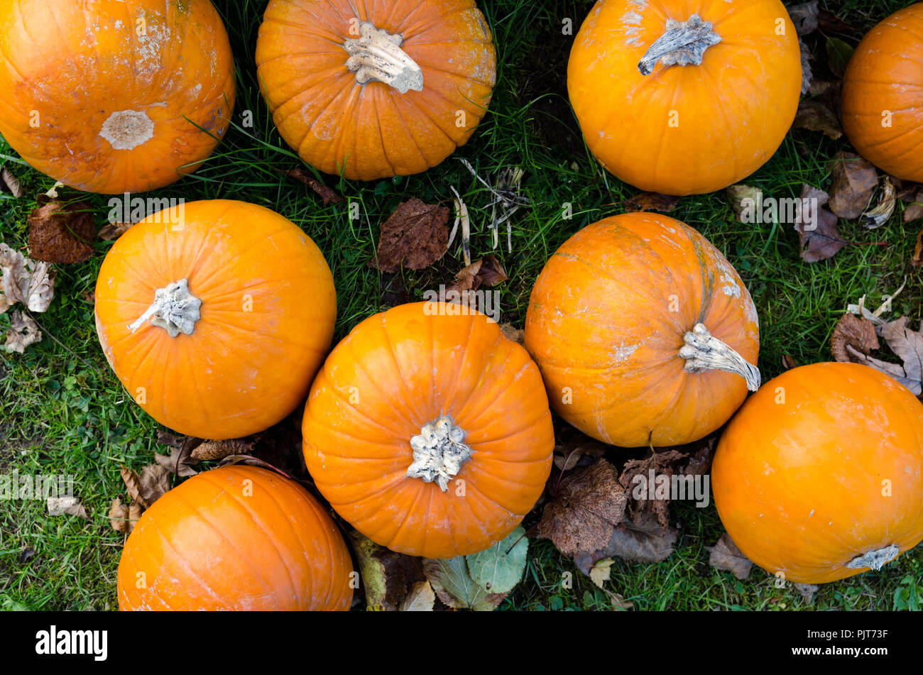 Autumn pumpkins top view Stock Photo - Alamy