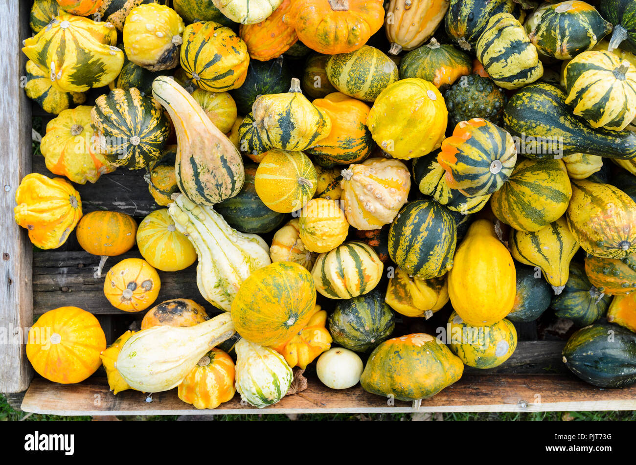 Autumn pumpkins top view Stock Photo - Alamy
