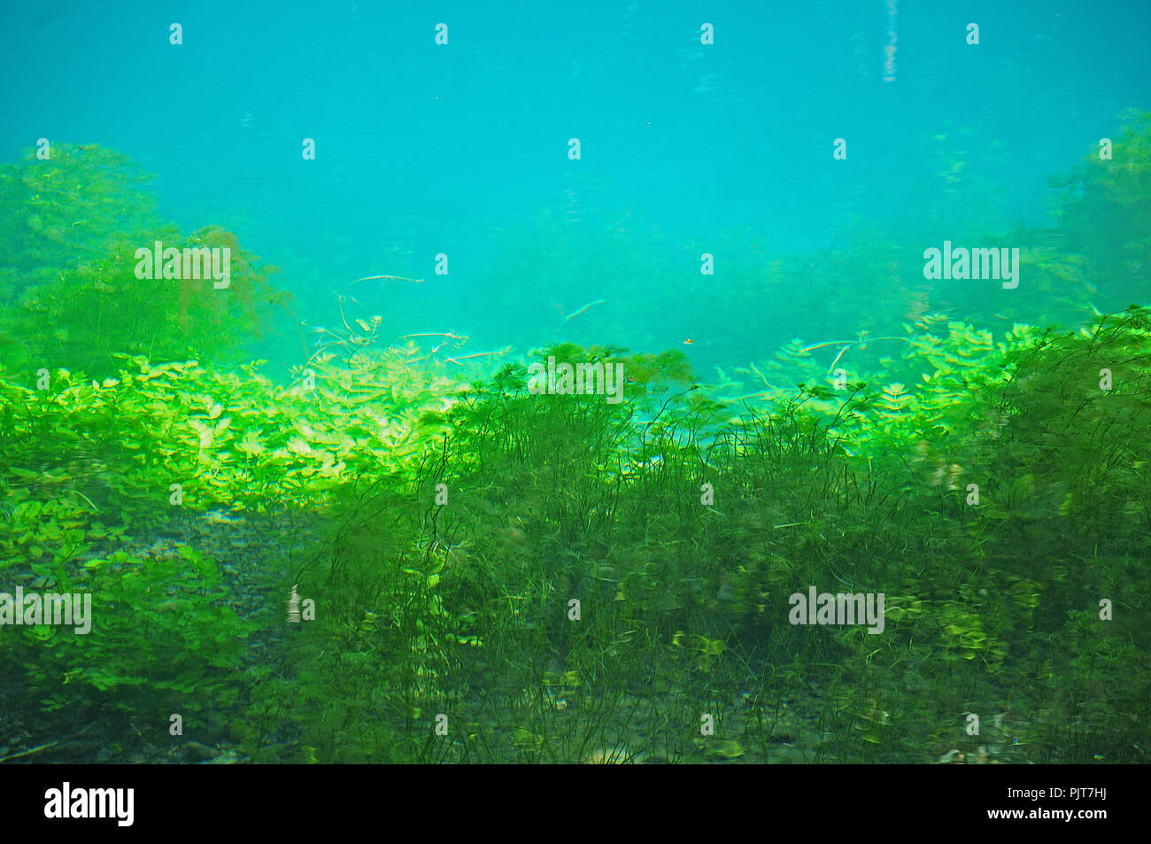 water plants at shore of Blautopf, karstic spring of river Blau in ...