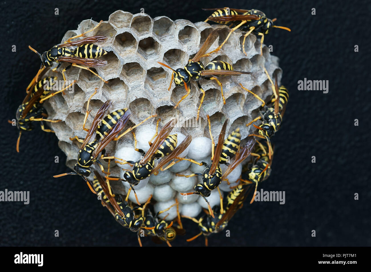 Wasp nest ( Polistes dominulus ) contains larvas Stock Photo - Alamy