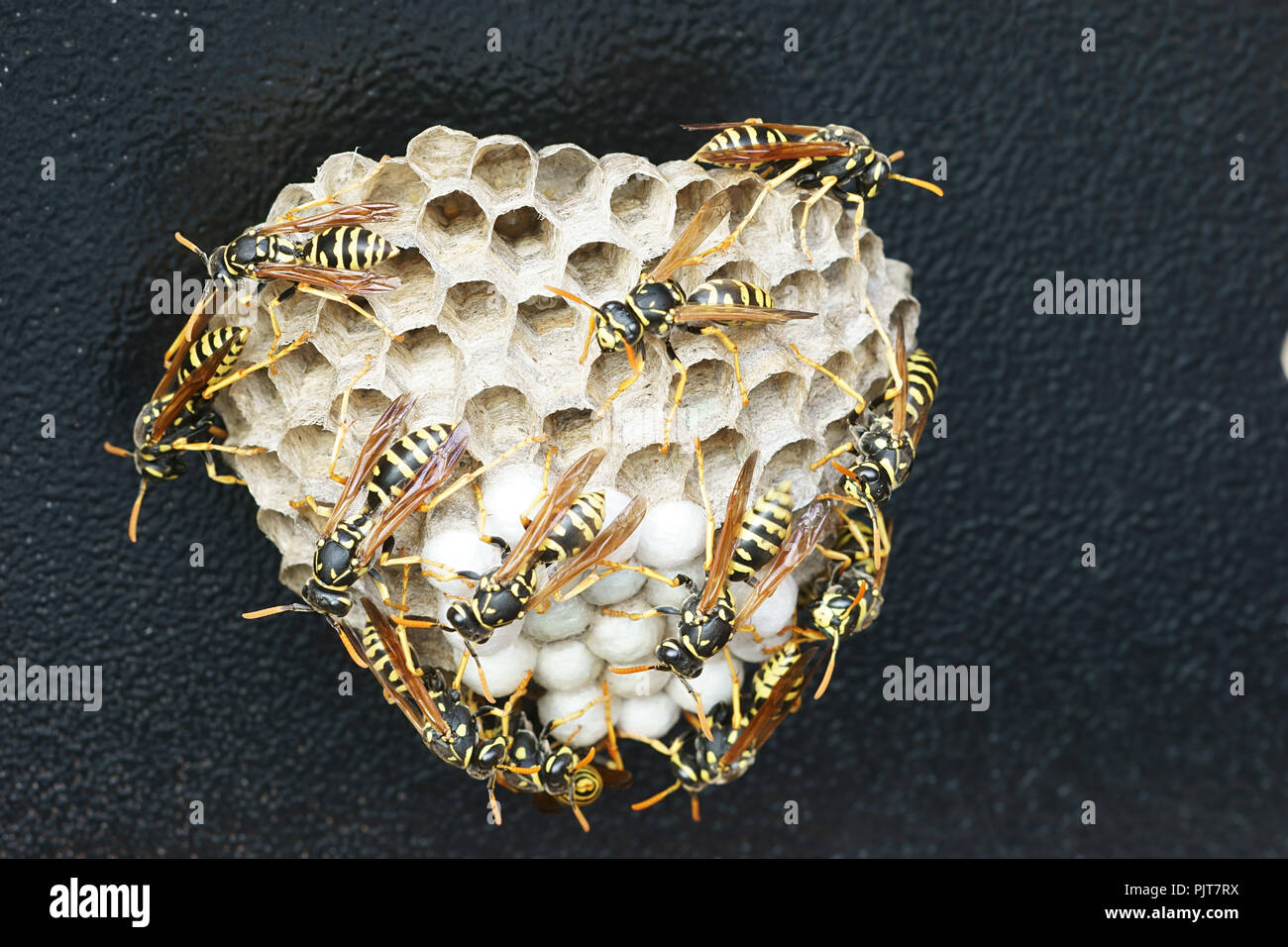 Polistes Dominulus High Resolution Stock Photography and Images - Alamy