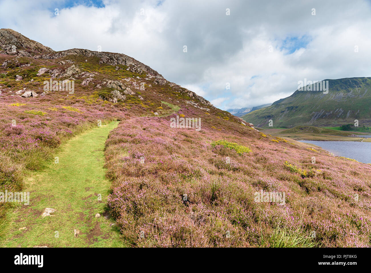 A grassy path through heather on The Cadair Idris mountain range near ...