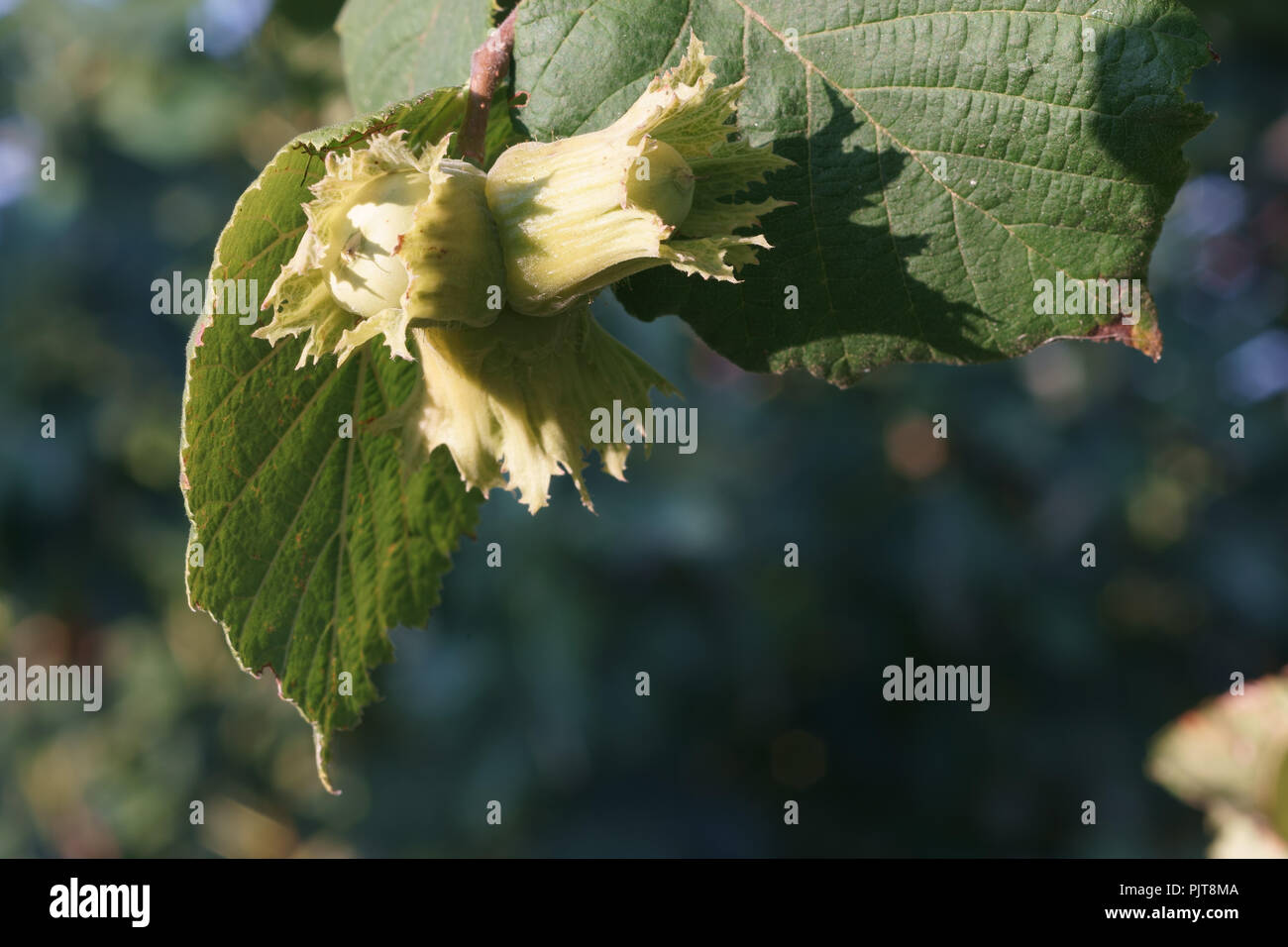 Common Hazel tree plant. Branch with hazelnuts in Tuscany, Italy Stock ...