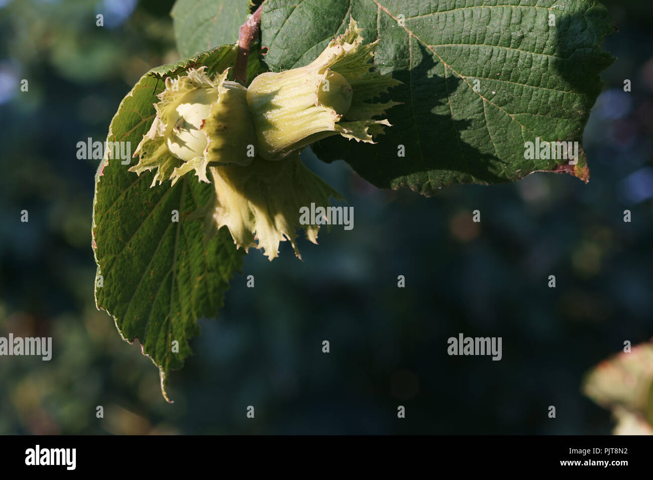 Common Hazel tree plant. Branch with hazelnuts in Tuscany, Italy Stock ...